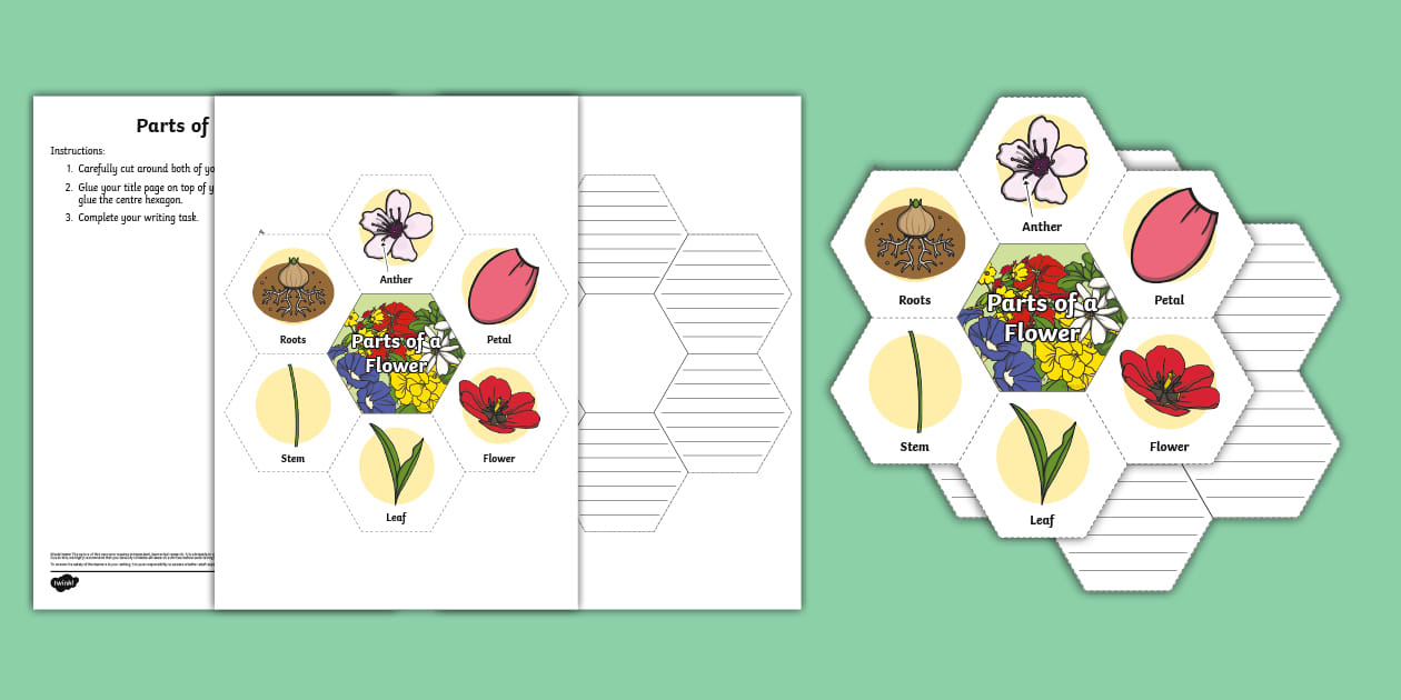Parts of a Flower Hexagon Writing Template