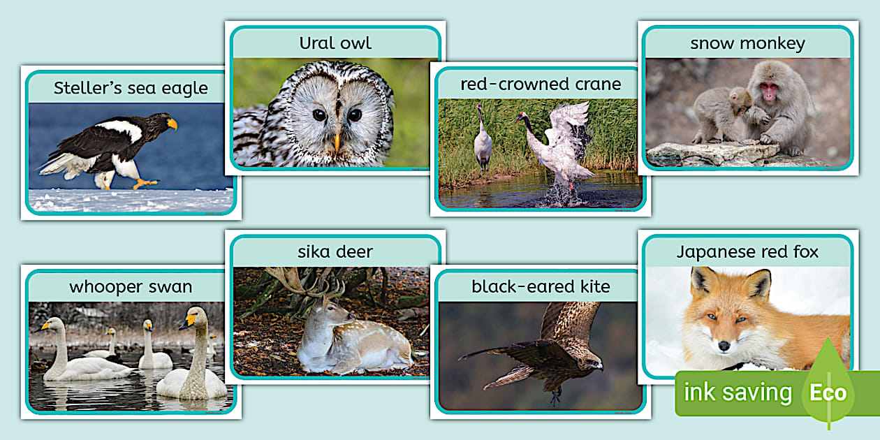 Winter Animals Photo Flashcards (teacher made) - Twinkl