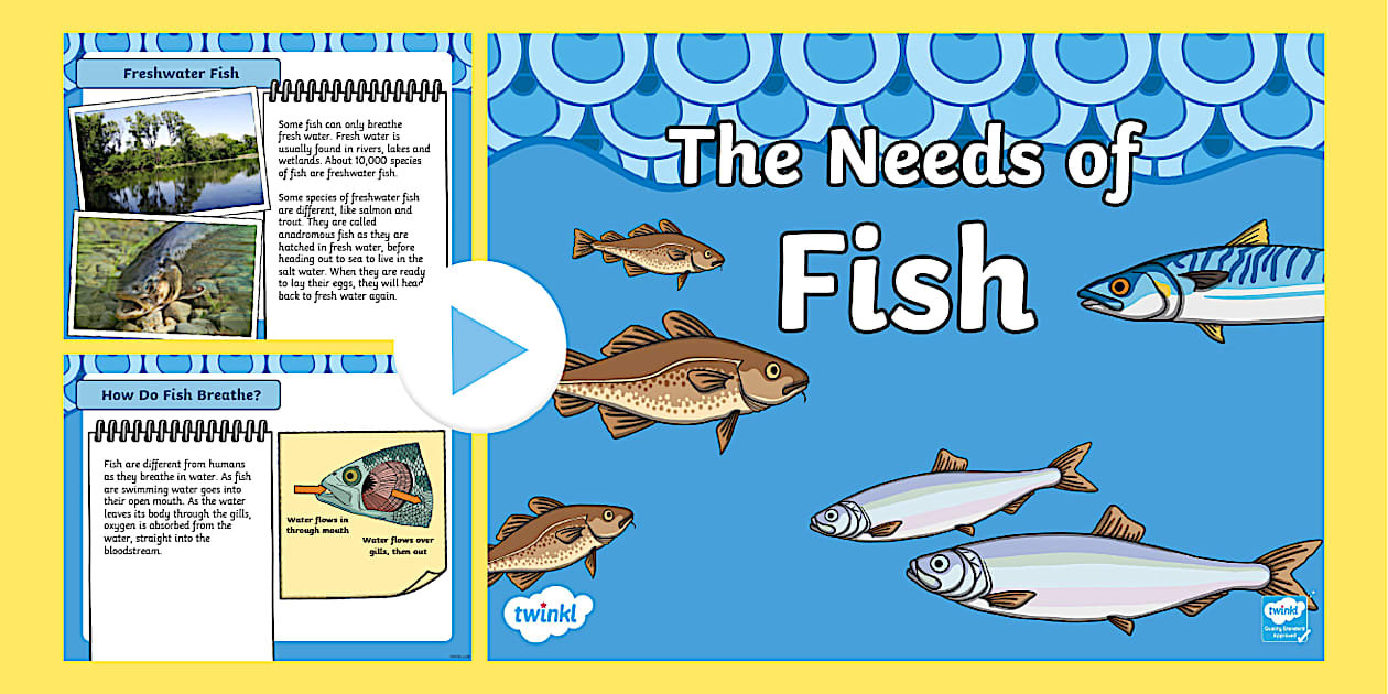The Needs of Fish PowerPoint (teacher made) - Twinkl