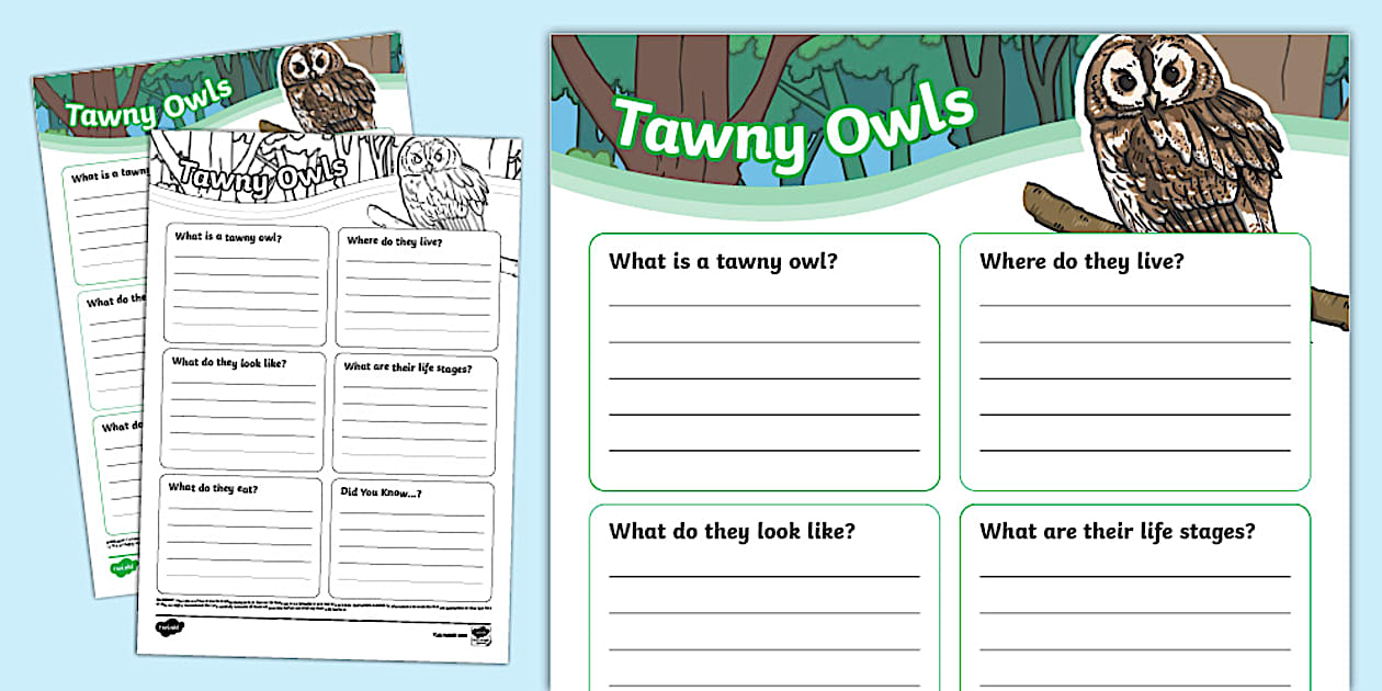 Tawny Owl Fact File Template - Twinkl Primary - Twinkl