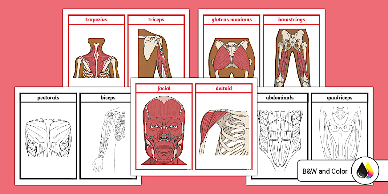 Muscles Flash Cards (teacher made) - Twinkl