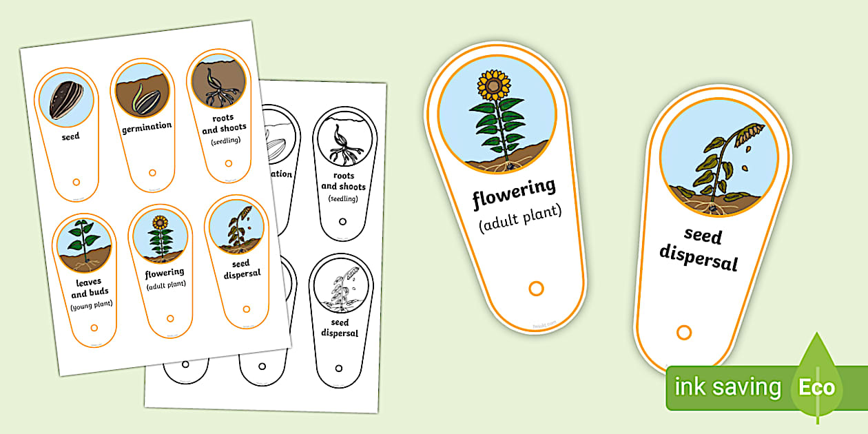 Life Cycle of a Sunflower Fan (teacher made) - Twinkl