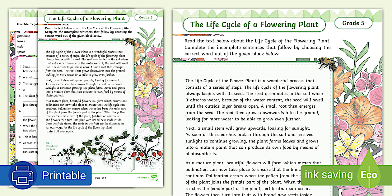 The Life Cycle of a Flowering Plant Activity Sheet