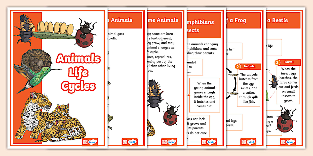 Animal Life Cycles Poster (Teacher-Made) - Twinkl