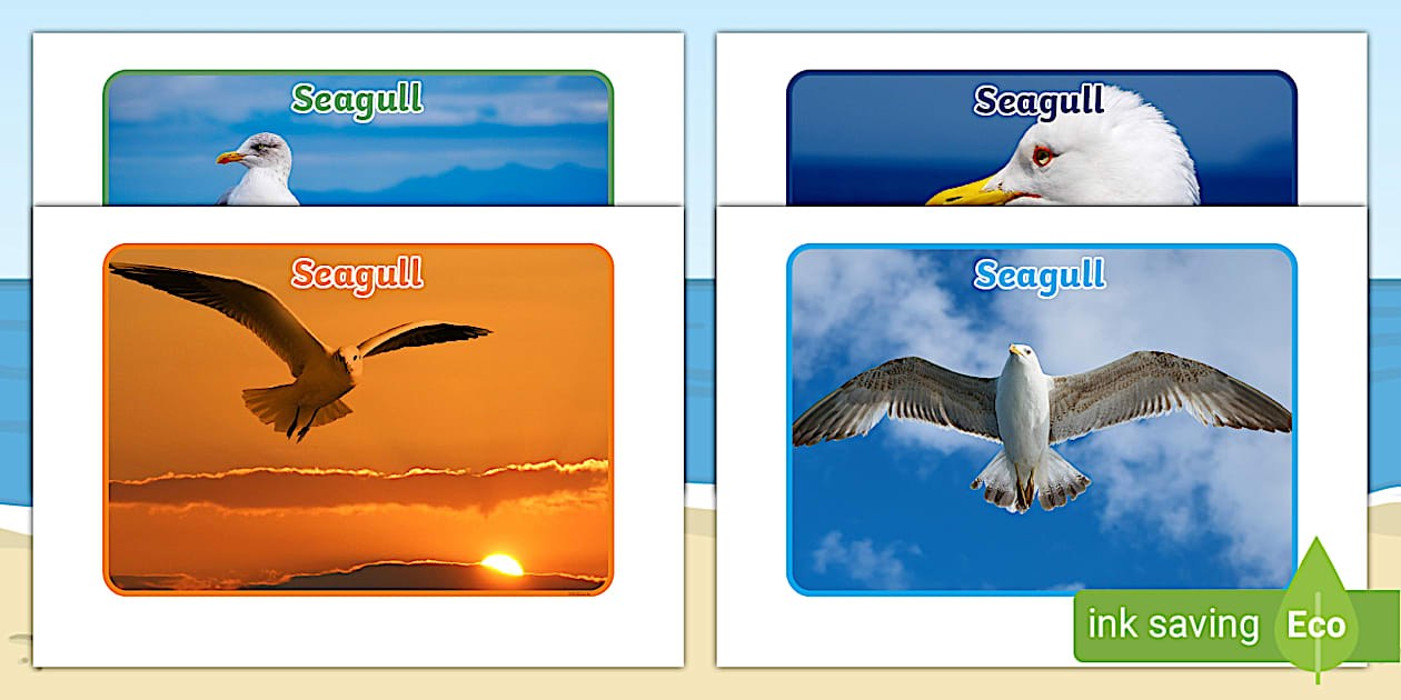 Seagull Photo Pack (Teacher-Made) - Twinkl