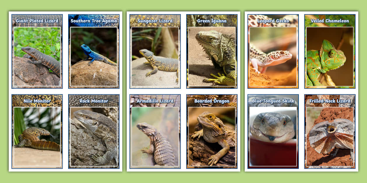 Types of Lizards Photo Flashcards - Twinkl
