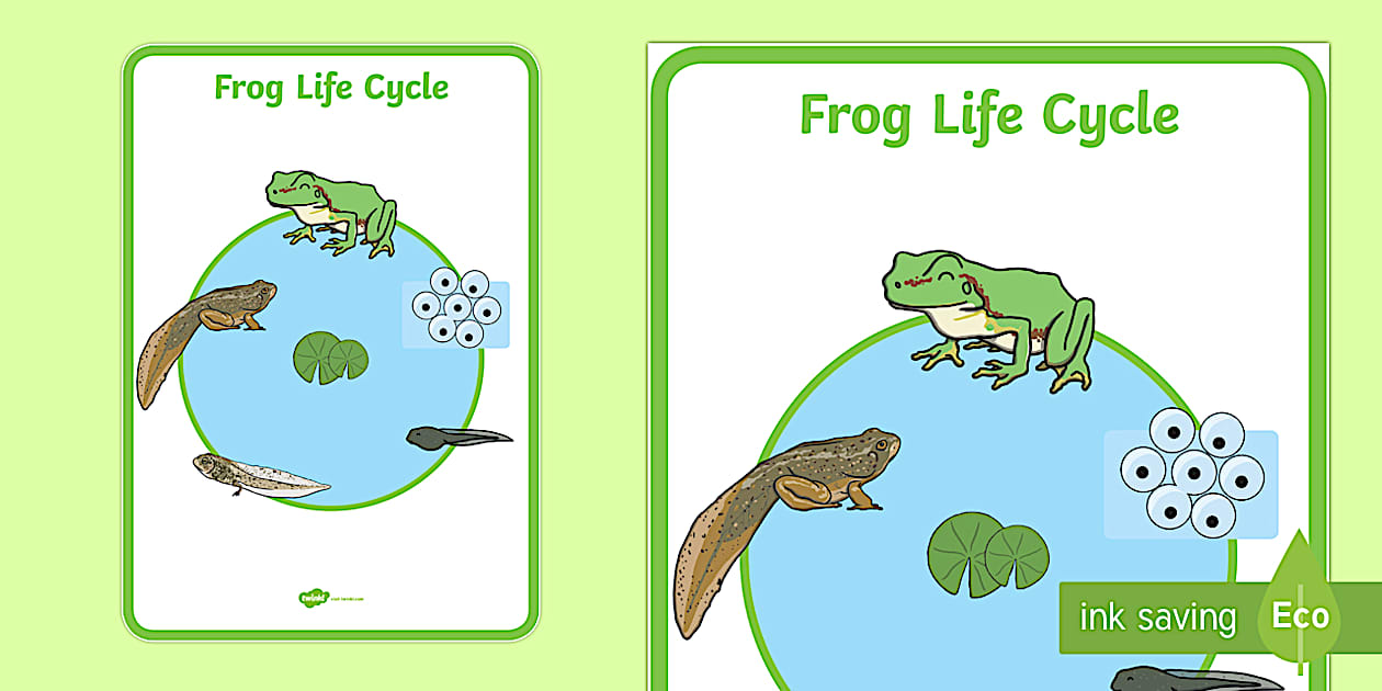 Black and White Frog Life Cycle Display Poster - Twinkl
