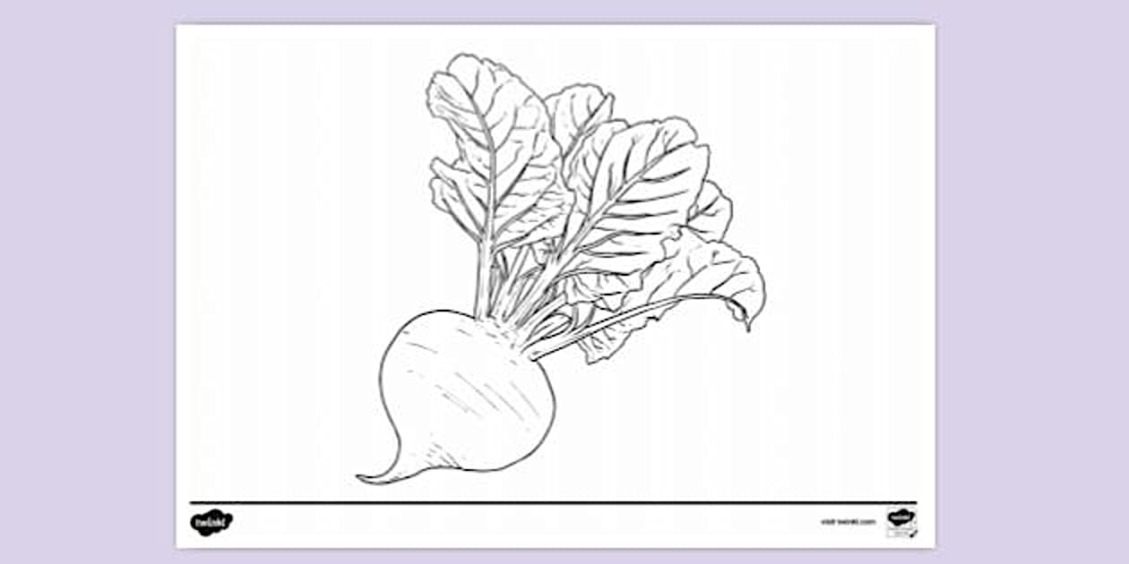 Beetroot Colouring Sheet | Colouring Sheets | Twinkl