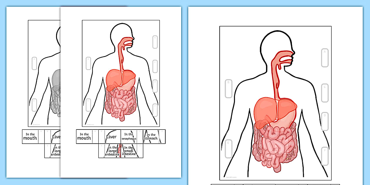 Digestive System Diagram for Kids - Interactive Visual Aid