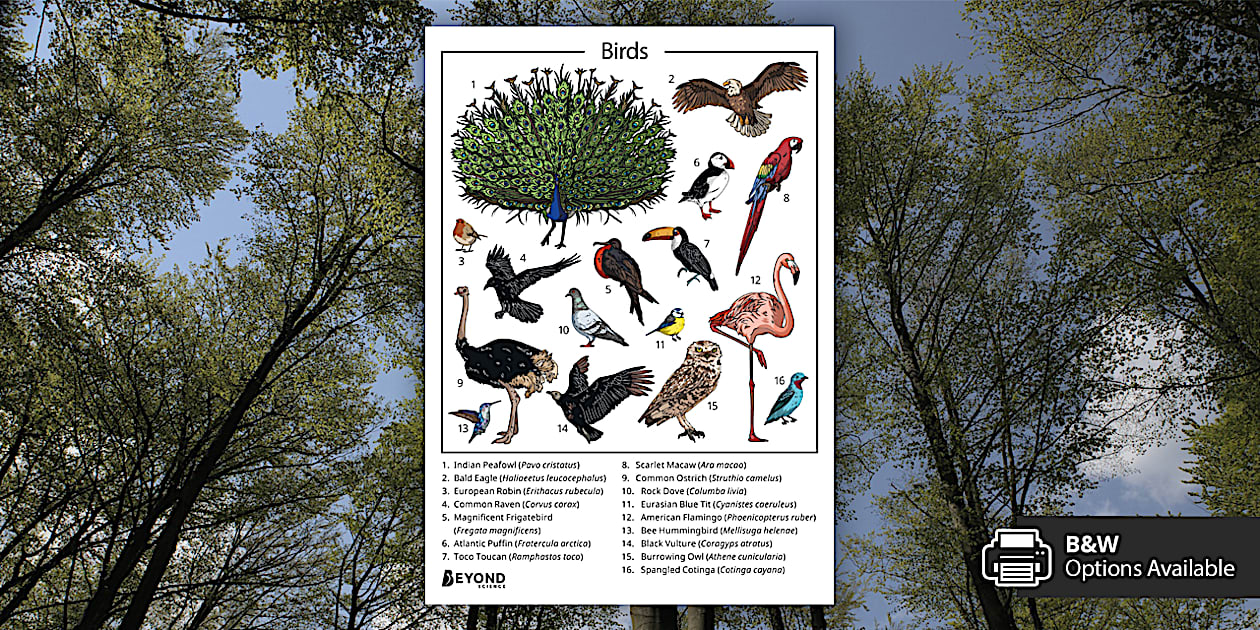 Birds Display Poster | KS3 & KS4 Science | Beyond Secondary
