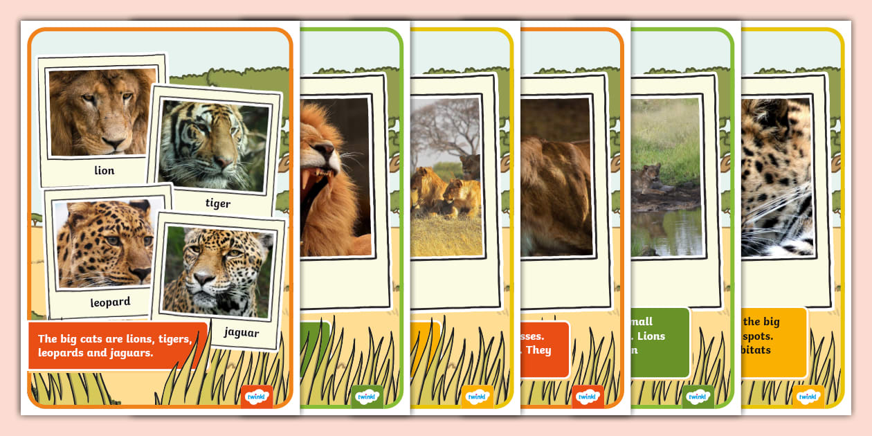 Big Cats Fact Posters - KS1 Science - Animals (Teacher-Made)