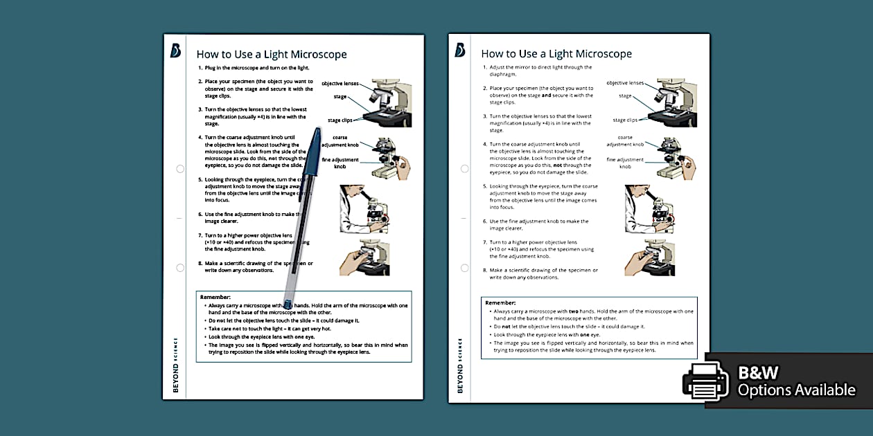 Using a Light Microscope Student Instruction Sheet | Beyond