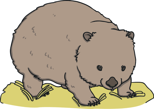 What is a Wombat? | Adaptations, Species, and More - Twinkl