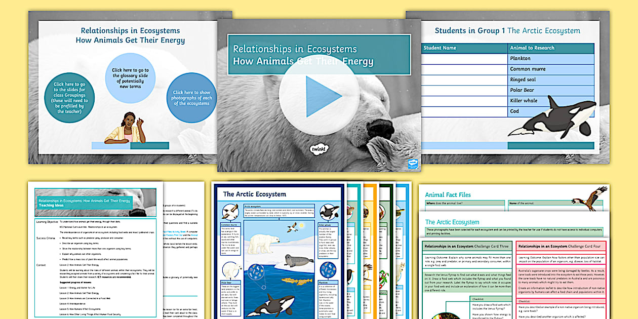 How Animals Get Their Energy Activity Pack | KS3 UK Resource