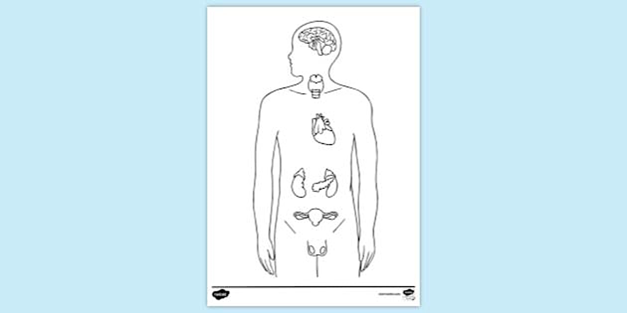 Human Anatomy Colouring Sheet (teacher made) - Twinkl