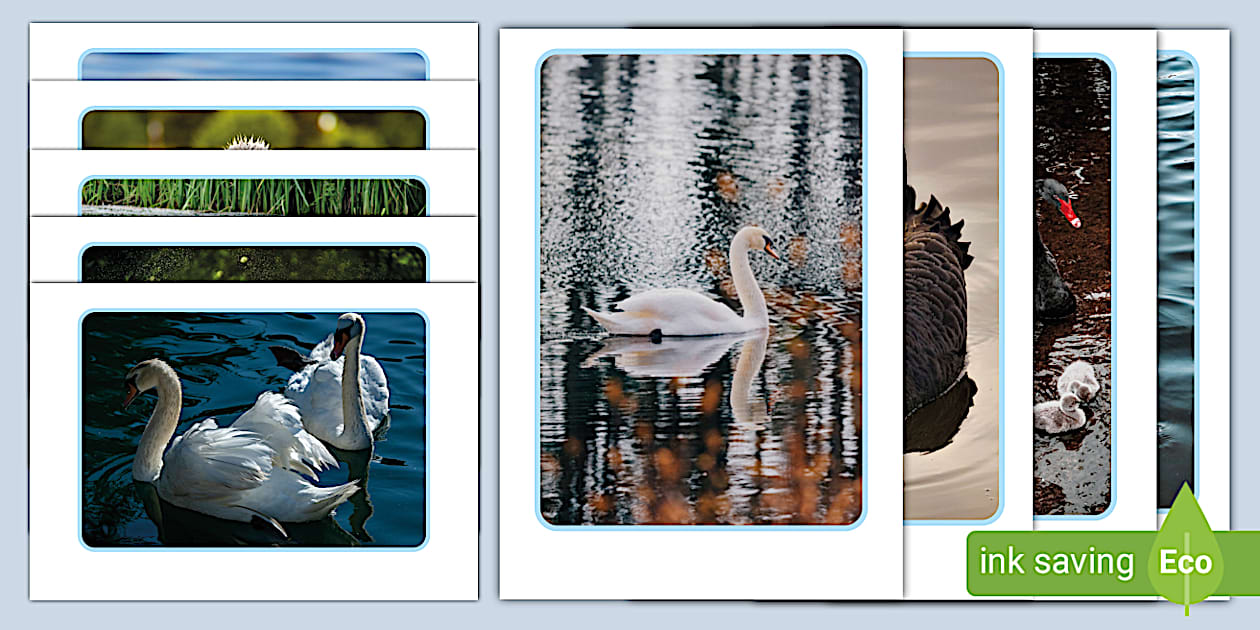 Swan Photo Display Pack