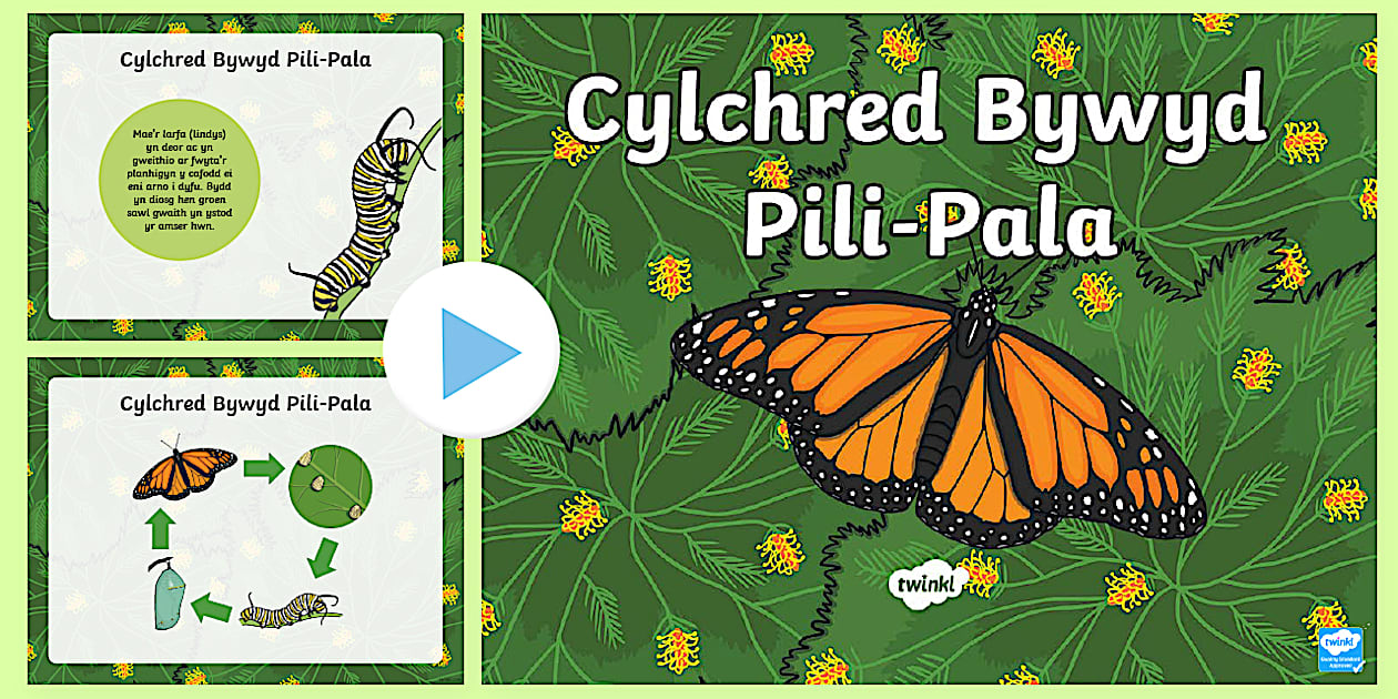 Pŵerbwynt Cylchred Bywyd Pili-Pala (teacher made) - Twinkl