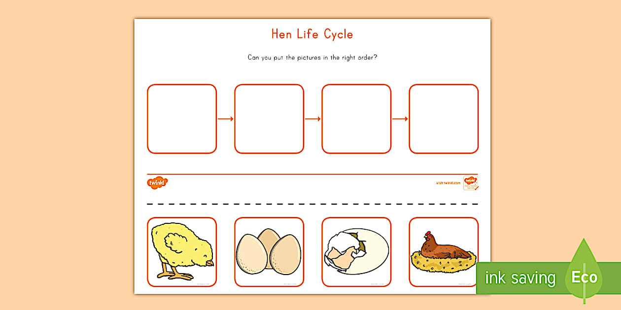 Early Childhood Hen Life Cycle Cut and Paste Worksheet