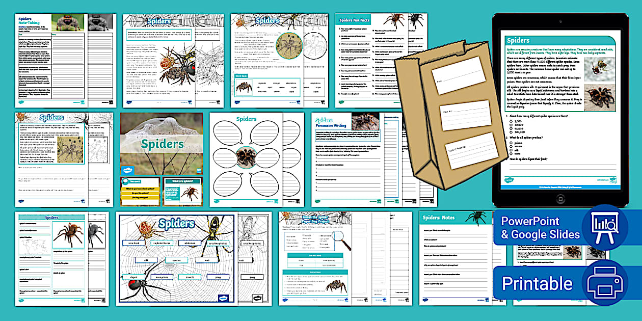 Third Grade Spiders Activity Pack (professor feito) - Twinkl