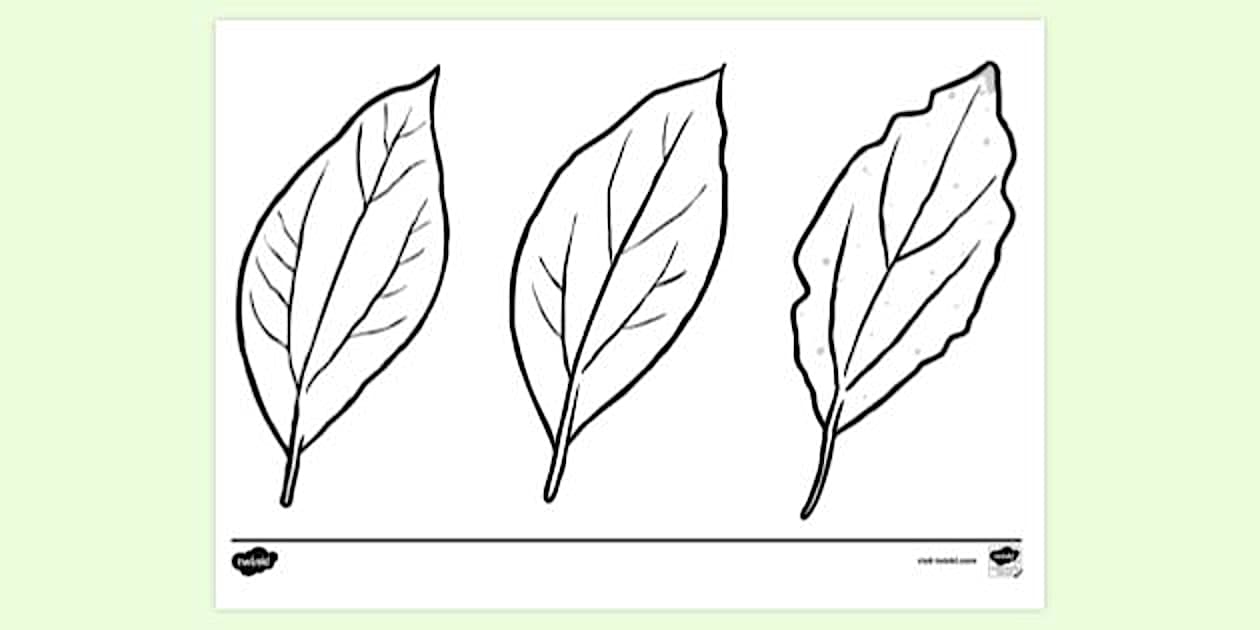 Changes of the Leaf Colouring Sheet (Teacher-Made) - Twinkl