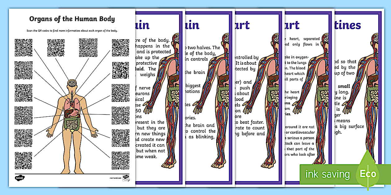 Organs of the Body KS2 Code Hunter (teacher made) - Twinkl