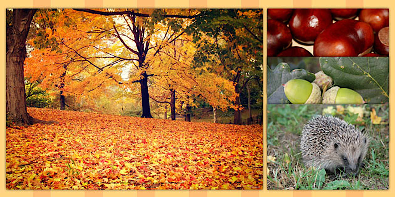 Autumn Art Pictures For Kids - Primary Resources - Twinkl