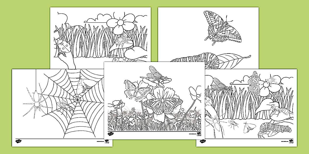 Preschool Insect Coloring Pages | Art | Twinkl USA - Twinkl