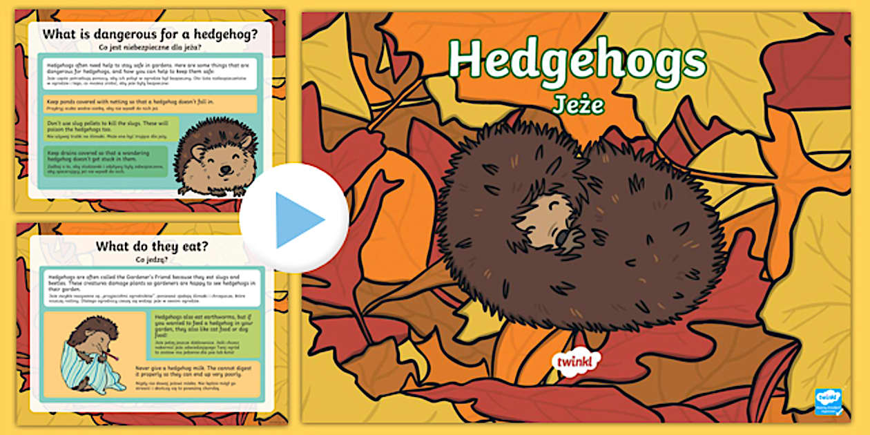Hedgehogs powerpoint English/Polish (teacher made) - Twinkl