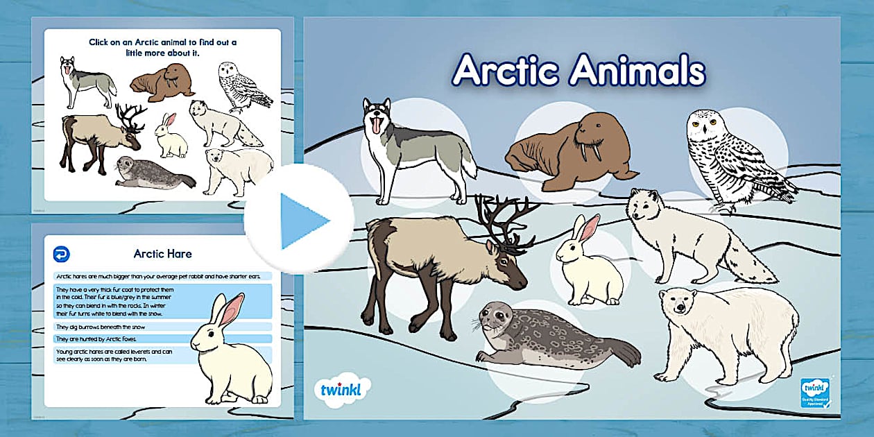 Introduction to the Animals of the Arctic PowerPoint