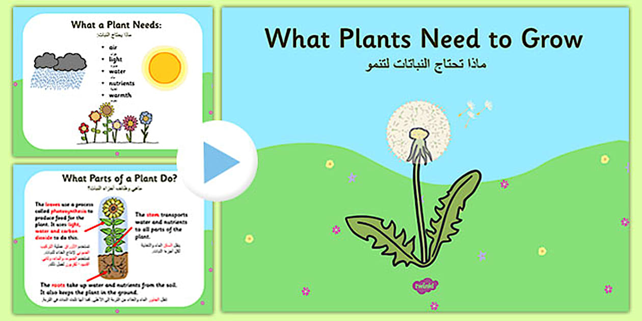 What Plants Need to Grow PowerPoint Arabic Translation