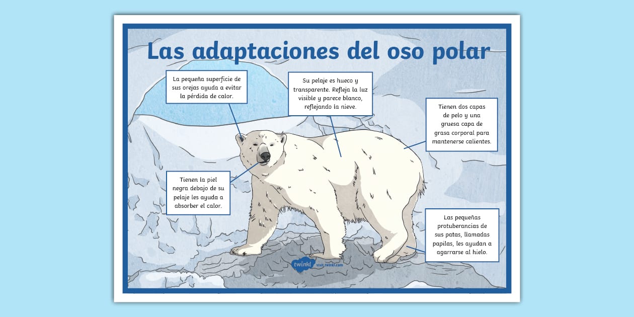 Póster: las adaptaciones del oso polar (teacher made)