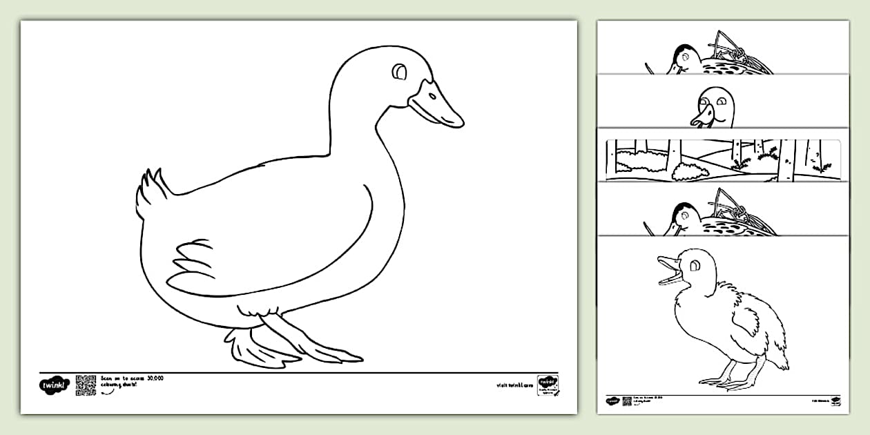 Ducks and Ducklings Colouring Pages - Twinkl