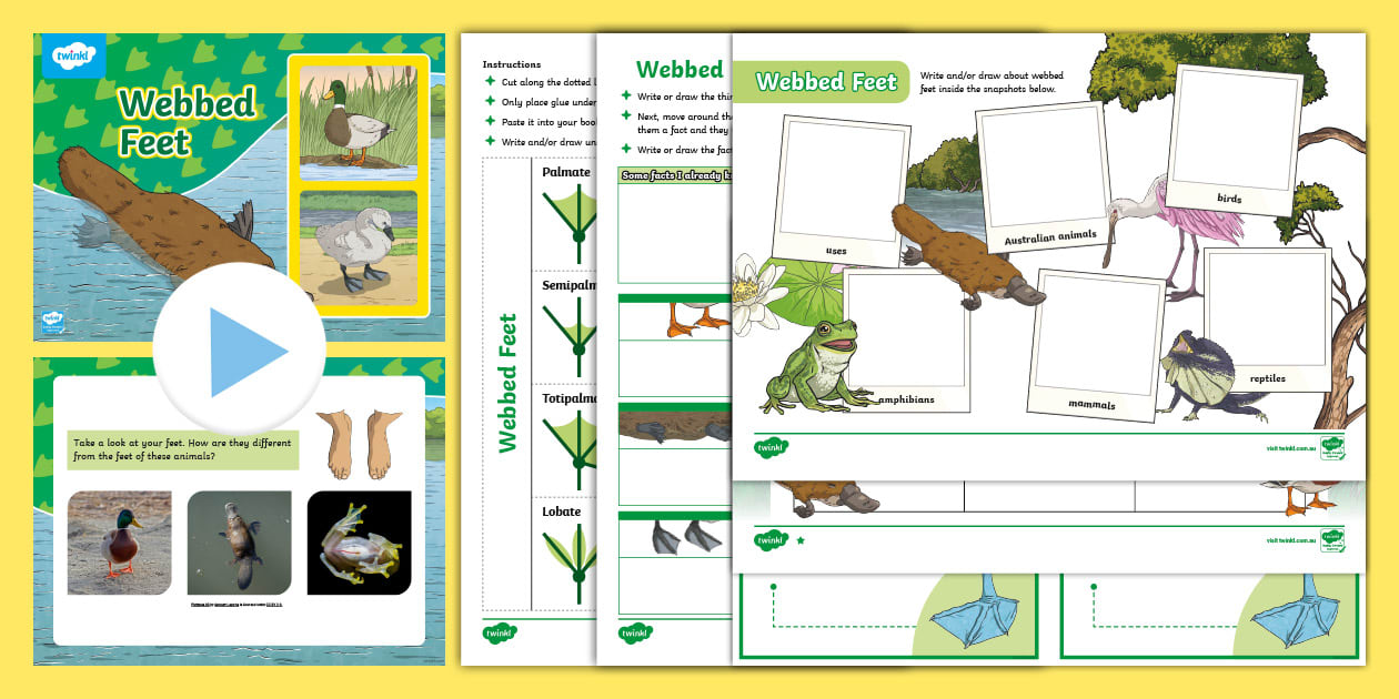 Webbed Feet Pack (teacher made) - Twinkl
