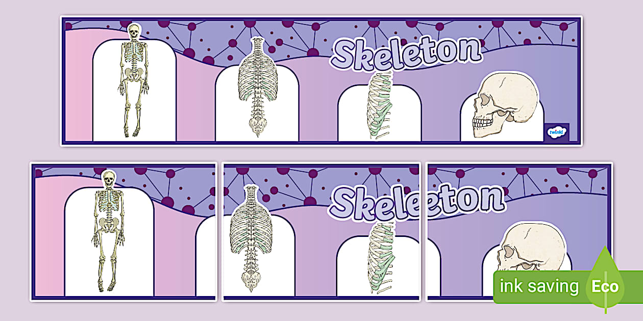 Skeleton Display Banner (teacher made) - Twinkl