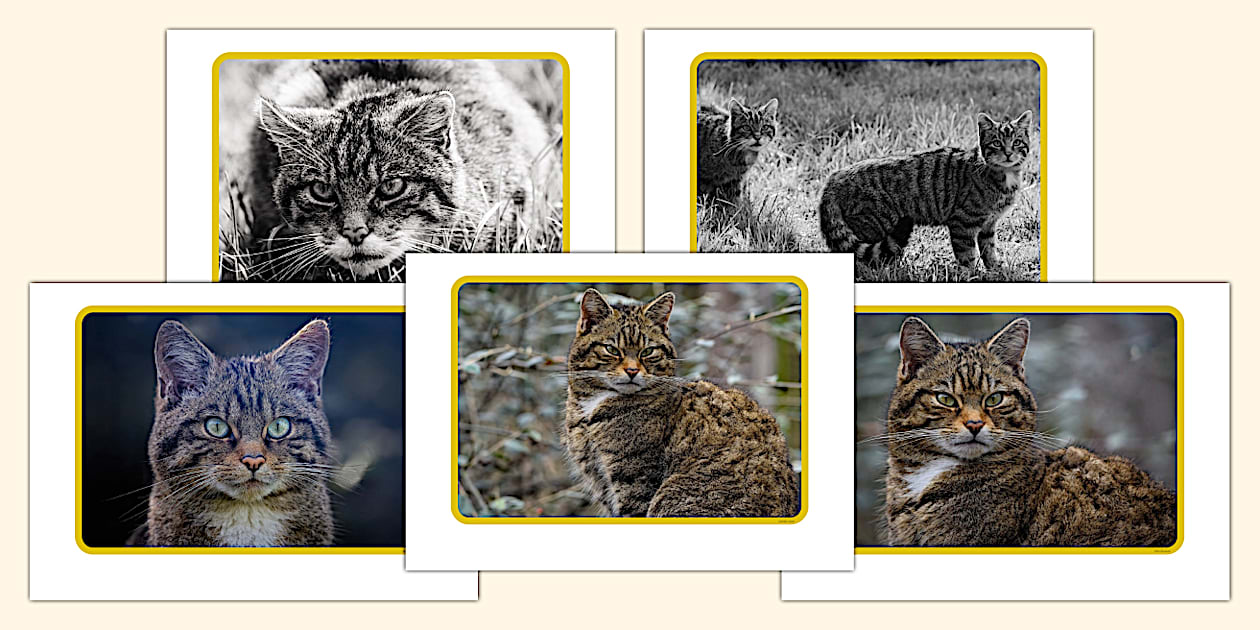 Scottish Wildcat Photo Pack (teacher made) - Twinkl
