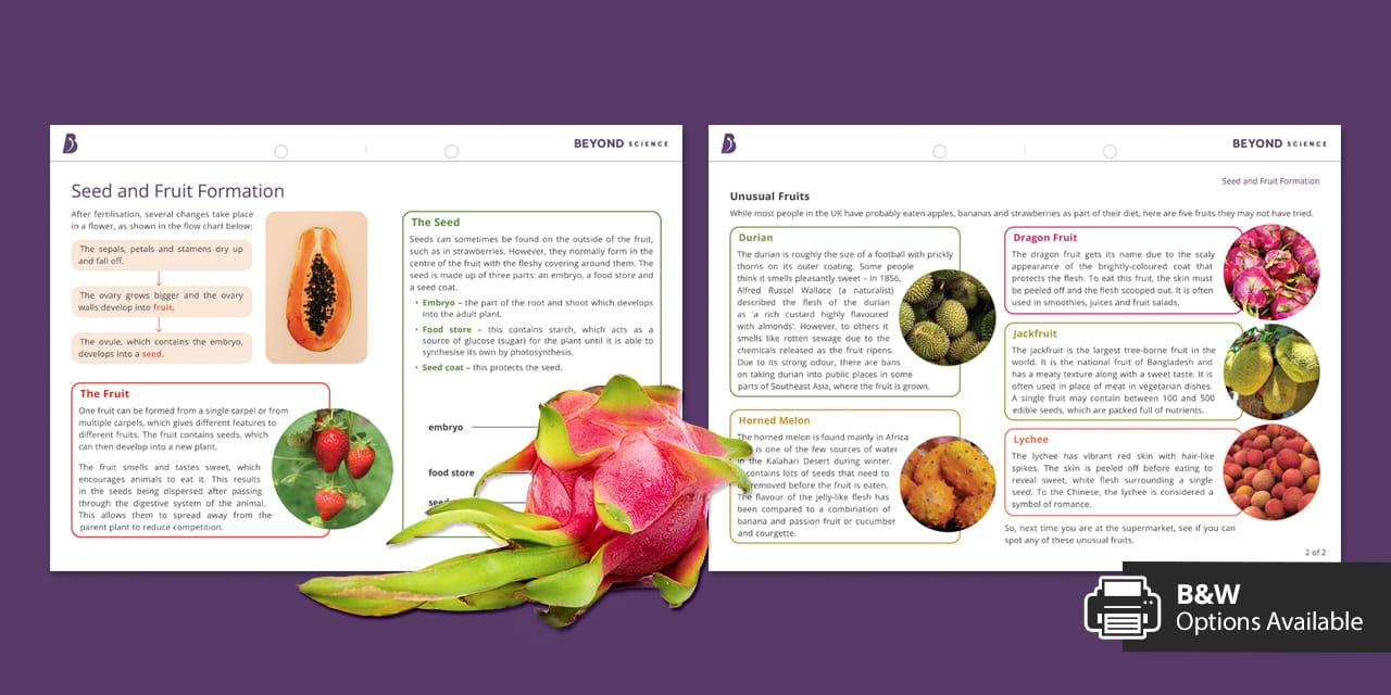 Seed and Fruit Formation Reading Comprehension - Twinkl