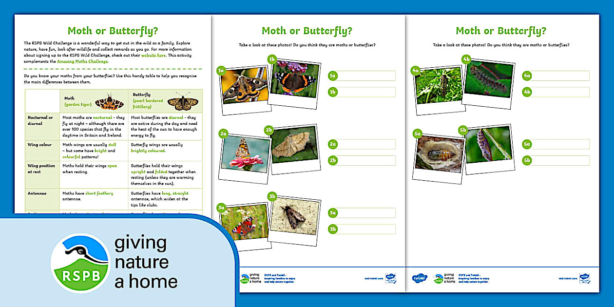 FREE! - Moth or Butterfly Identification | RSPB | Twinkl Resources