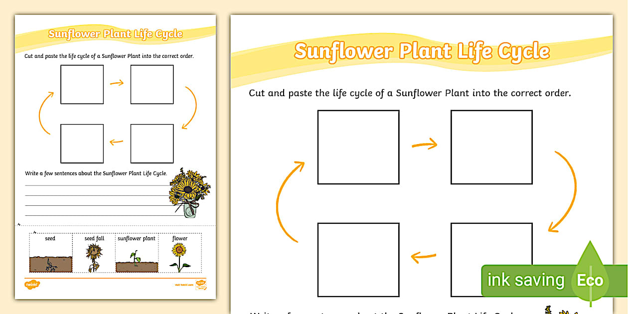 Sunflower Plant Life Cycle Sentence Writing Activity