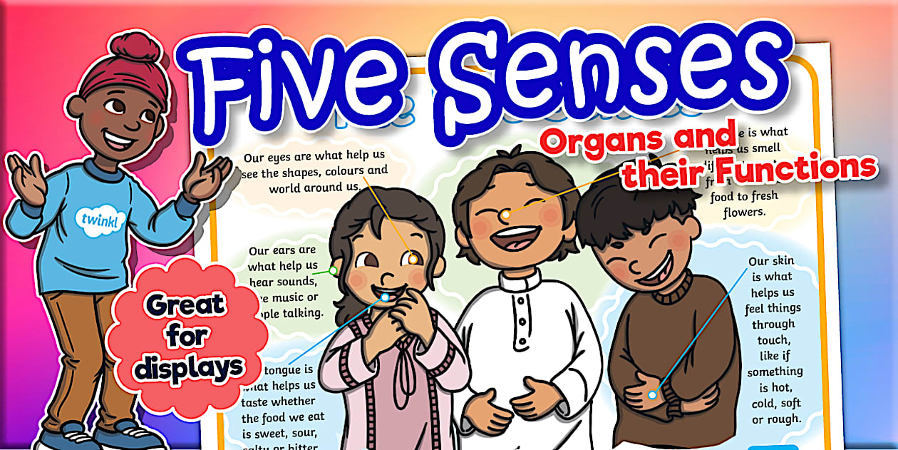 Five Senses Organs and their Functions Display Poster