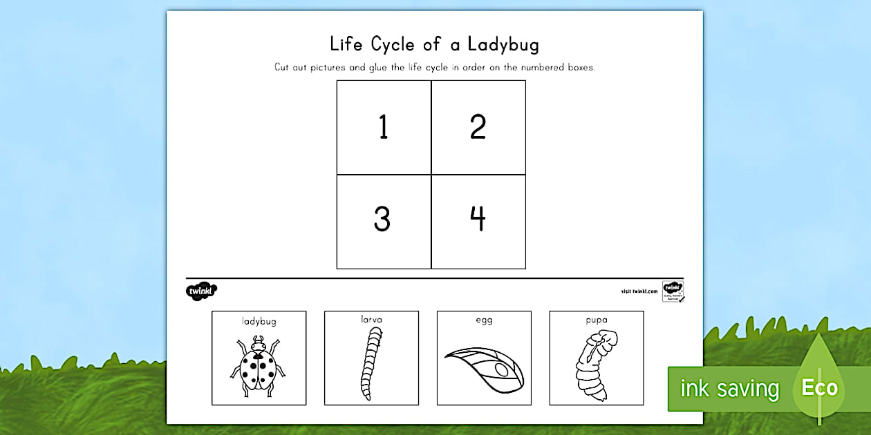 Prekindergarten Life Cycle of a Ladybug Cut and Paste Worksheet