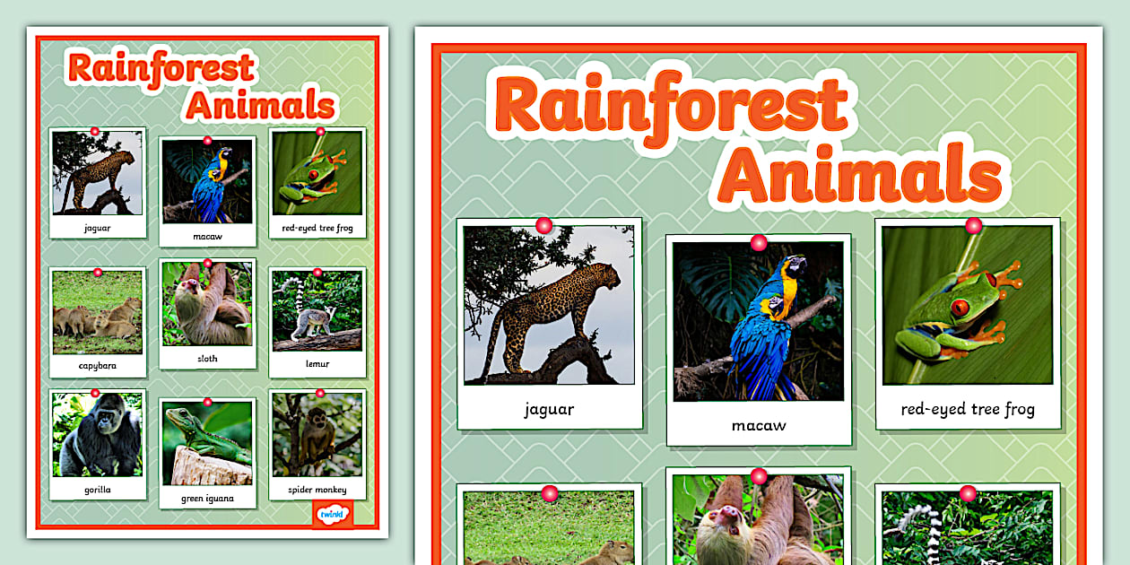 Rainforest Animals Photo Display Poster (teacher made)