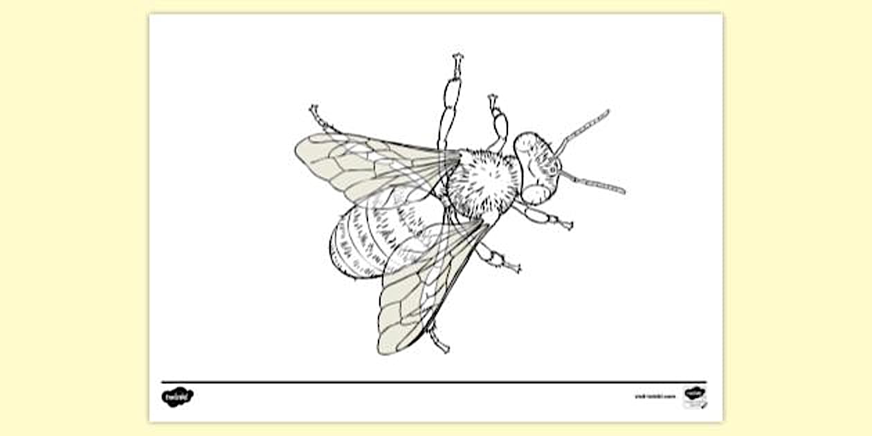 Printable Honey Bee Colouring Page | Colouring Sheets