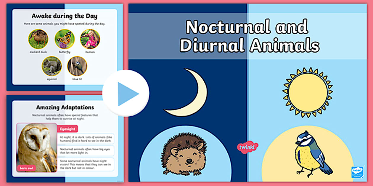 KS1 Nocturnal and Diurnal Animals PowerPoint - Twinkl