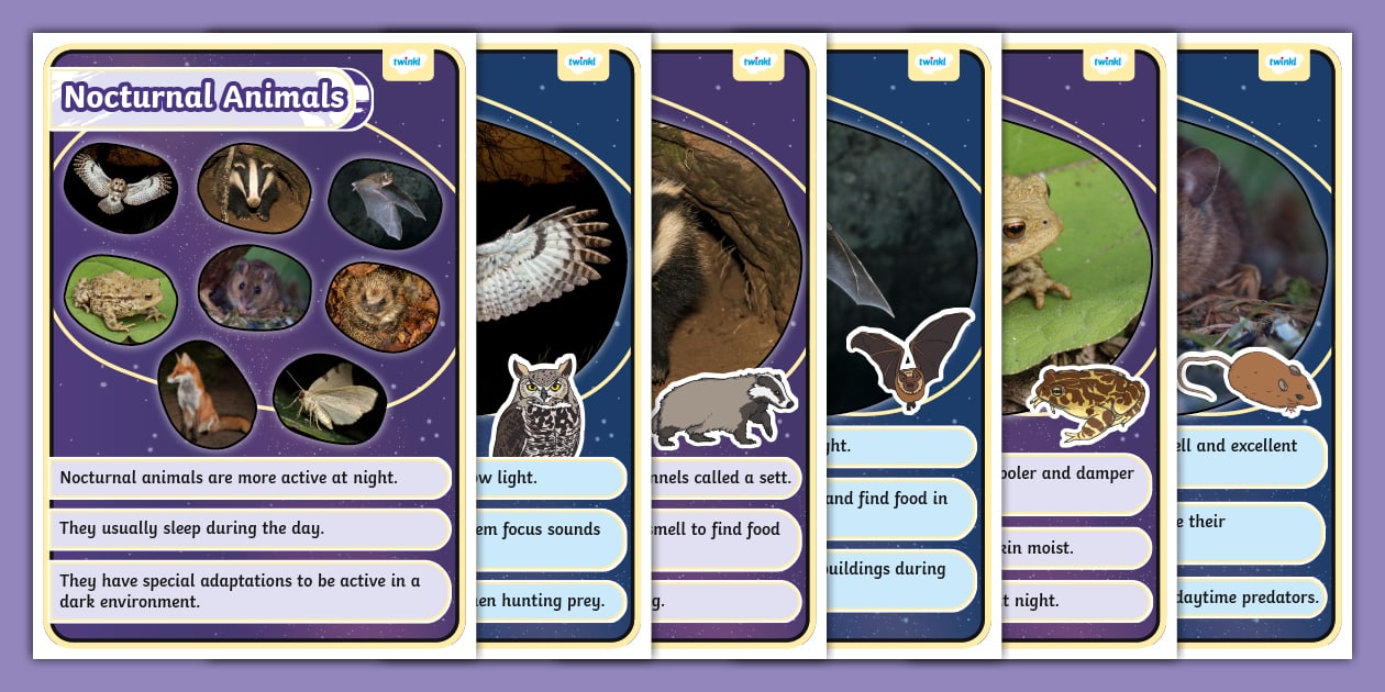 KS1 Nocturnal Animals Posters (teacher made) - Twinkl