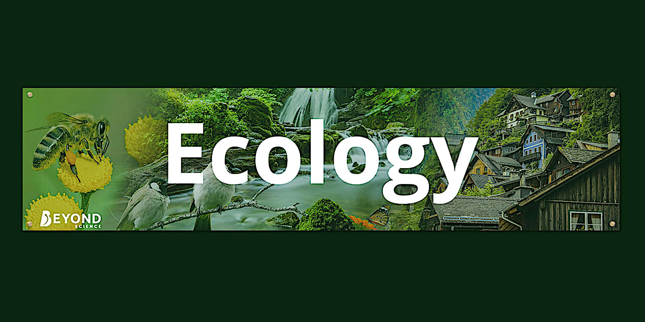 Relationships in an Ecosystem Display Banner (teacher made)