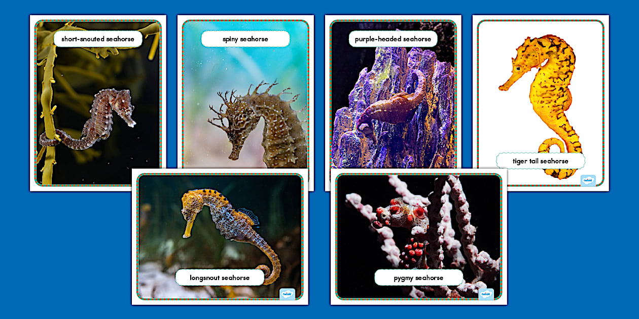 Seahorse Photos (teacher made) - Twinkl