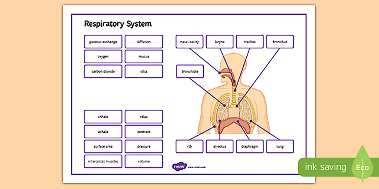 Respiratory Vocabulary Word Mat | Biology Resources | Beyond
