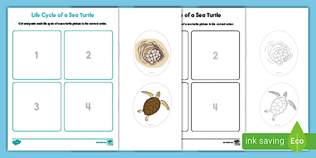 Sea Turtle Cut and Paste Activity for Kids | Twinkl USA