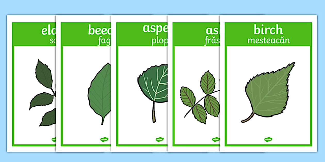 Tree Leaf Identification Display Posters Romanian Translation