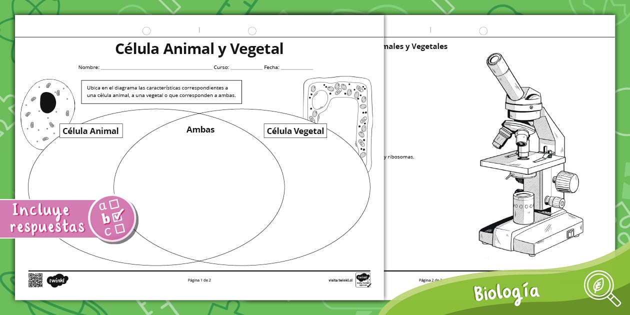 Guía de Trabajo | Célula Animal y Vegetal | Biología | 8°